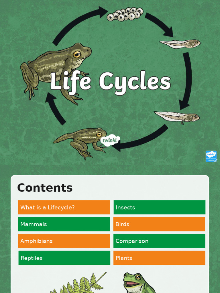 t2 S 411 Year 5 Science Lifecycles Lesson Teaching Powerpoint - Ver - 3 ...