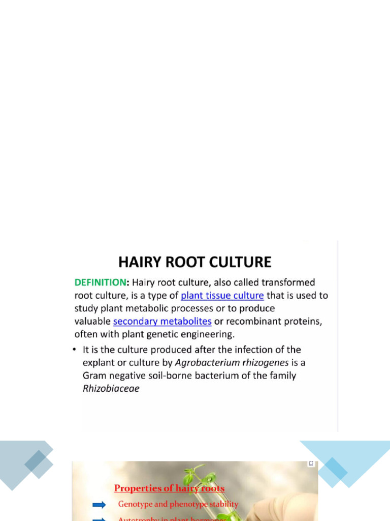 Hairy Root Culture | PDF