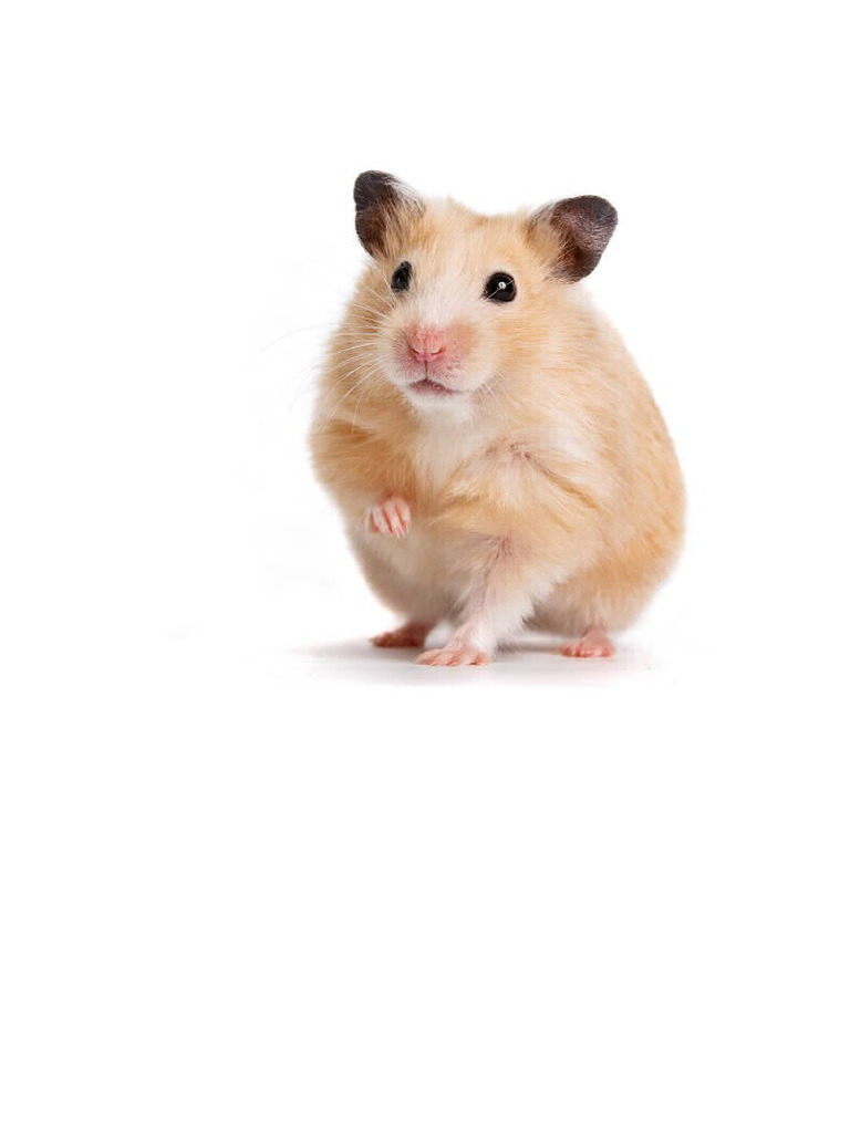 hamster | PDF