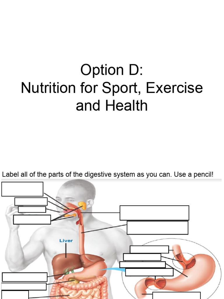 Option D Nutrition Notes | PDF | Digestion | Urinary System
