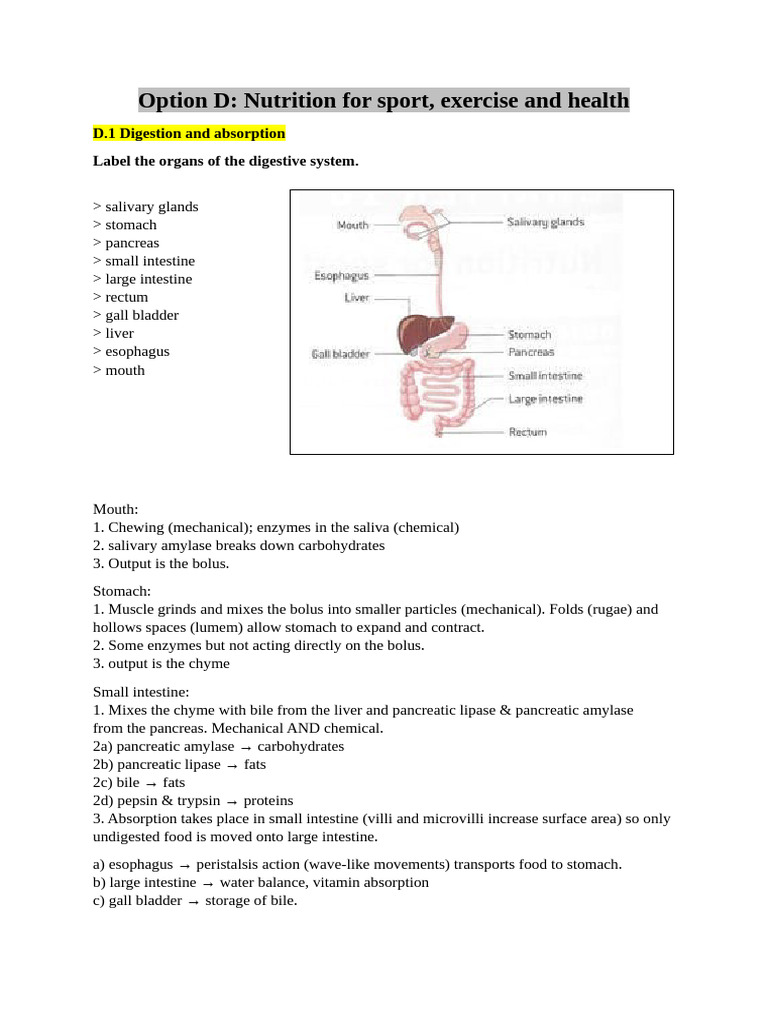 Option D SEHS Notes | PDF | Digestion | Stomach