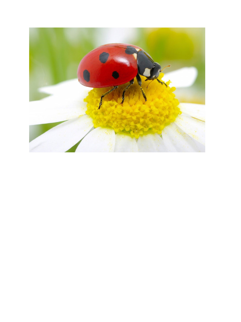 lady bug | PDF