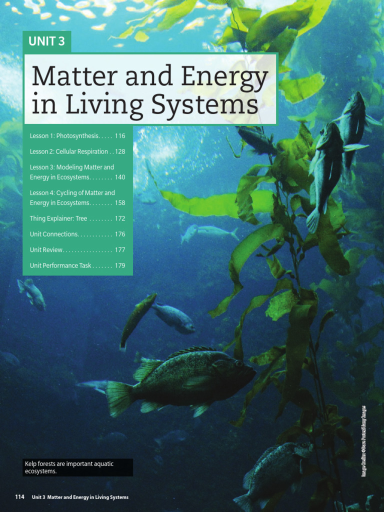 Bio Pse U3 | PDF | Photosynthesis | Chloroplast