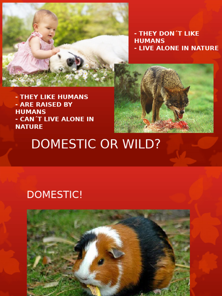 Domestic vs. Wild Animals Explained | PDF