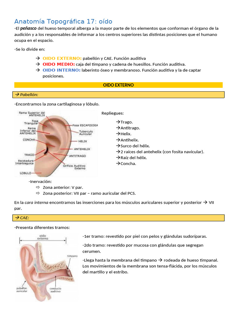 Anatomía del Oído: Estructuras y Funciones | PDF | Oído | Escuchando