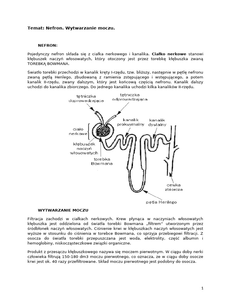 Nefron. Wytwarzanie Moczu | PDF