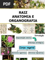 Raízes Adventícias: Exemplos e Funções | PDF | Raiz | Morfologia vegetal