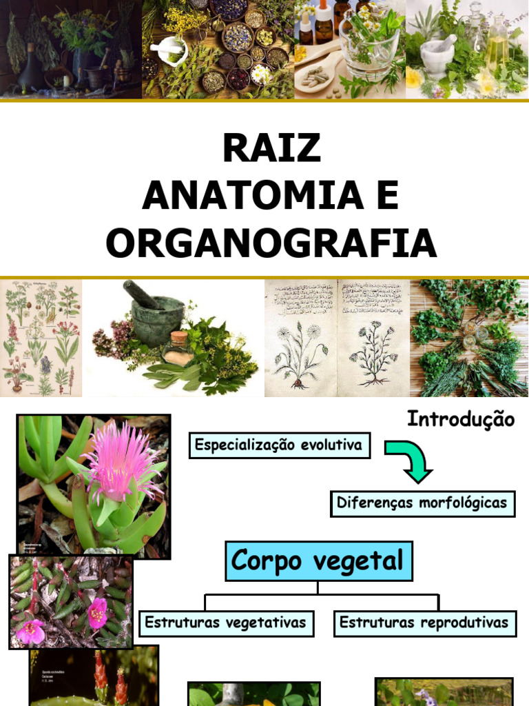 Aula 3 Raiz Anatomia e Morfologia | PDF | Raiz | Morfologia vegetal