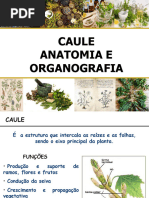 Estudos Sobre Os Tipos de Caules | PDF | Raiz | Biologia