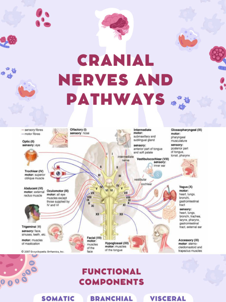 Cranial Nerves - PPT | PDF | Neuroanatomy | Neuroscience