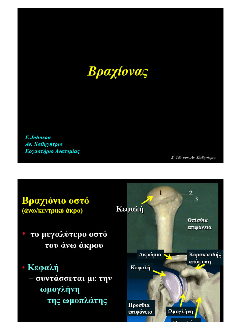 3- Βραχίονας | PDF