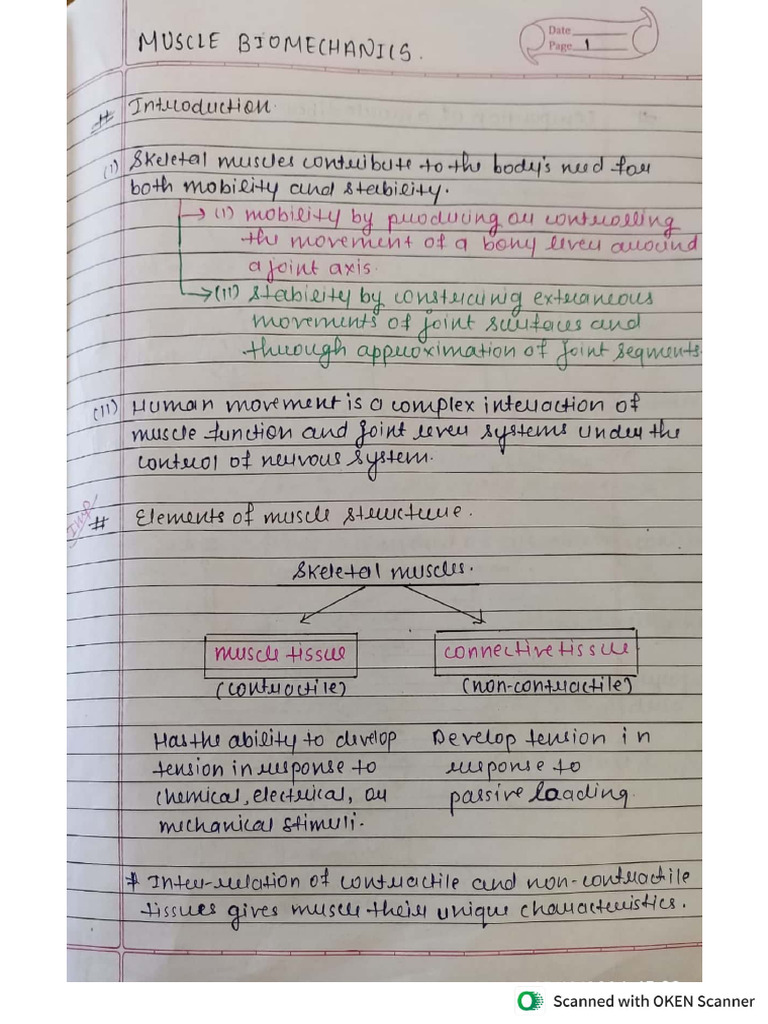 Kinesiology Muscle Structure (Ruchi Ma'Am) | PDF