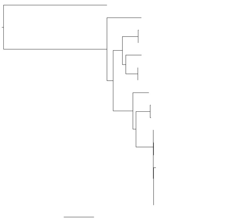 Dalbergia CP-gennomes Phylo | PDF