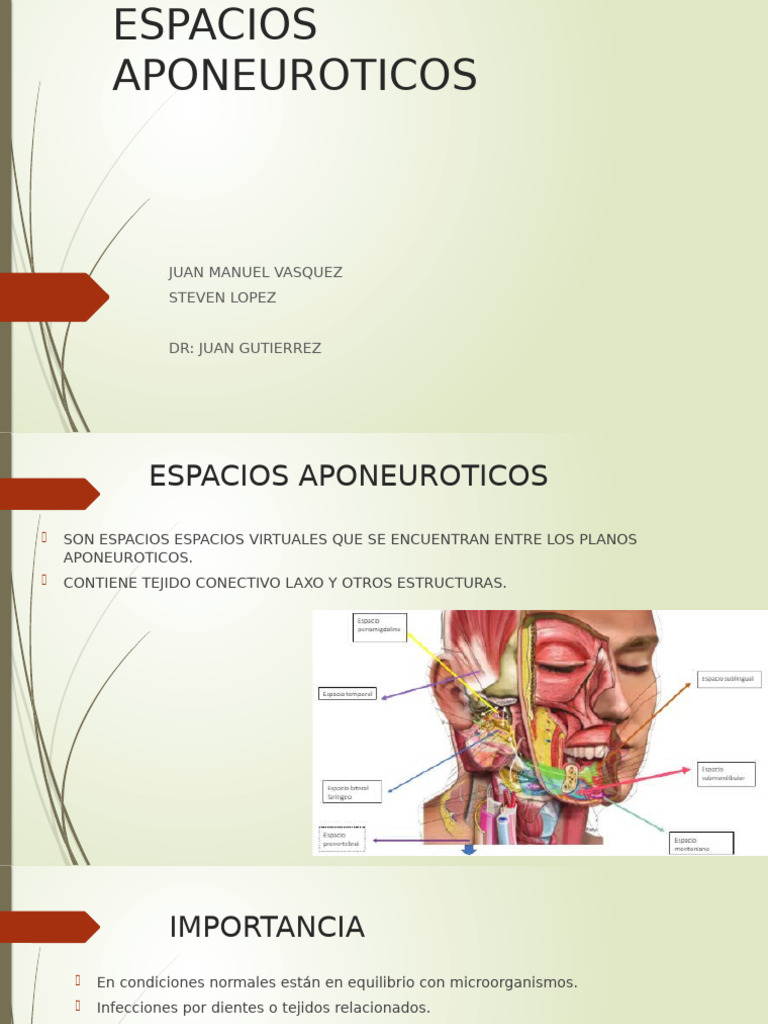 Espacios Aponeuroticos Ultima | PDF | Anatomía humana | Cabeza y cuello humanos