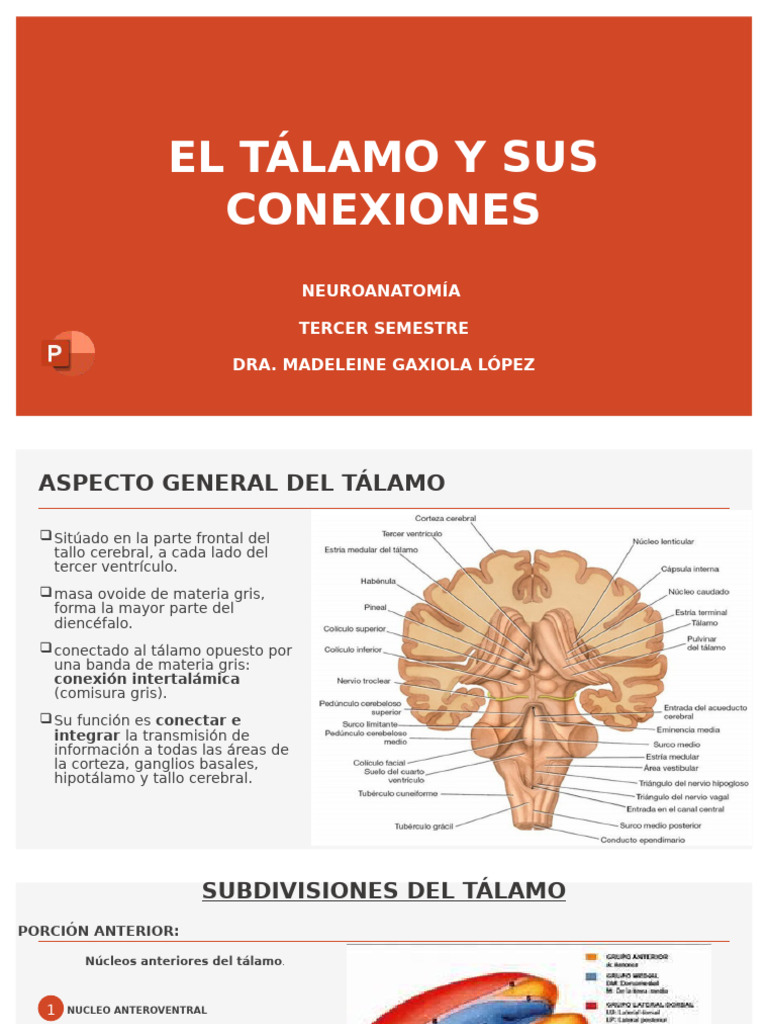 Neuroanatomía del Tálamo y Funciones | PDF | Tálamo | Cerebro
