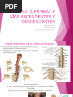 Características de la Médula Espinal | PDF | Médula espinal | Nervio