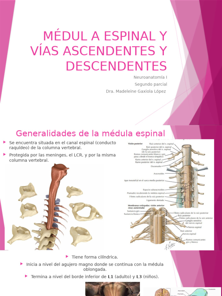 Estructura y Funciones de la Médula Espinal | PDF | Médula espinal | Nervio