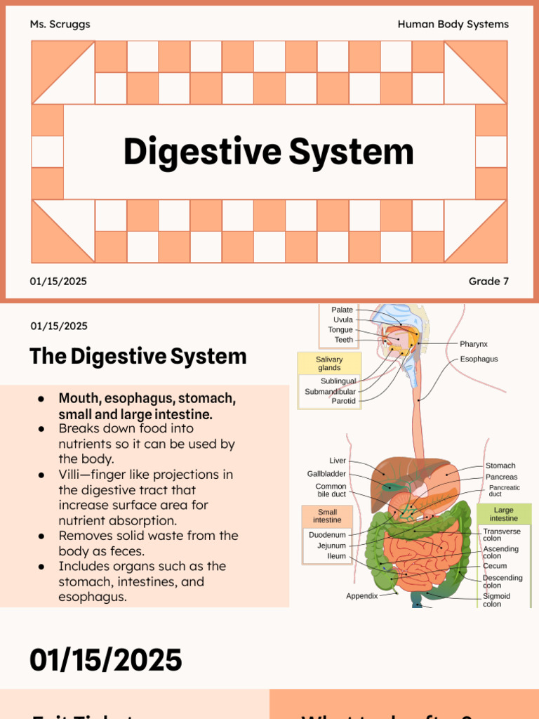Overview of the Digestive System | PDF