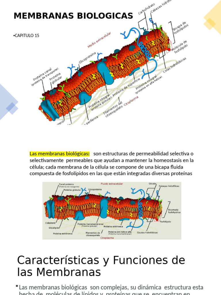 Membranas Biologicas | PDF | Membrana biológica | Membrana celular