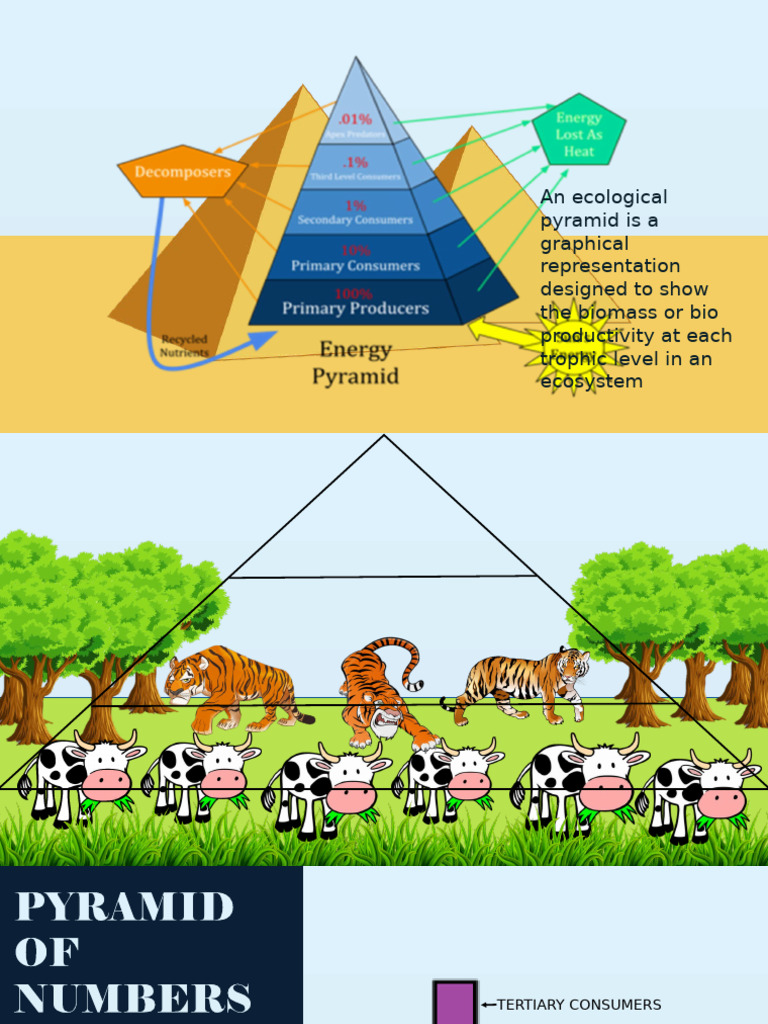 Ecological Pyramids | PDF | Food Web | Biomass (Ecology)
