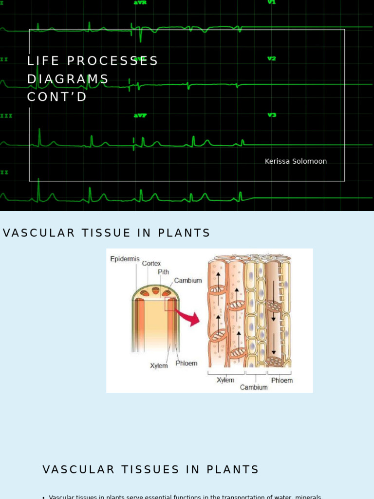 2 Life Processes Diagrams Cont'd | PDF | Chemical Synapse | Neuron