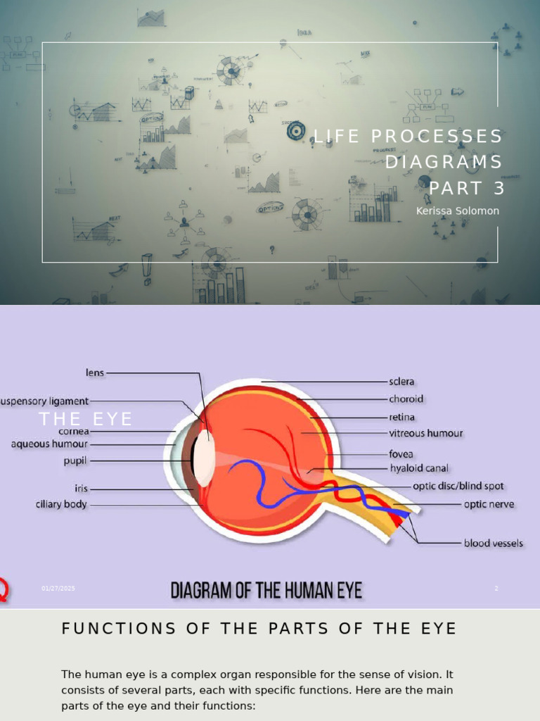 3 Life Processes Diagrams Final Part | PDF | Menstrual Cycle | Eye