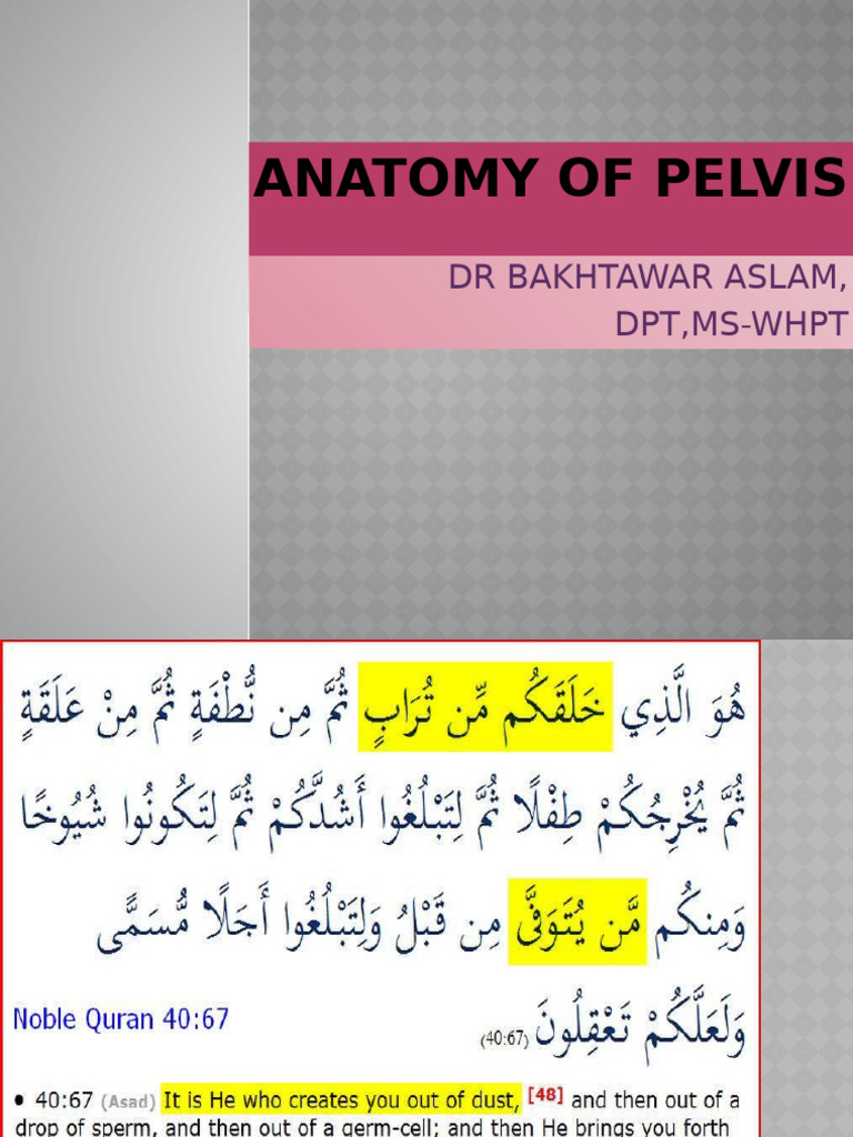 Anatomy and Functions of the Pelvis | PDF | Pelvis | Musculoskeletal System