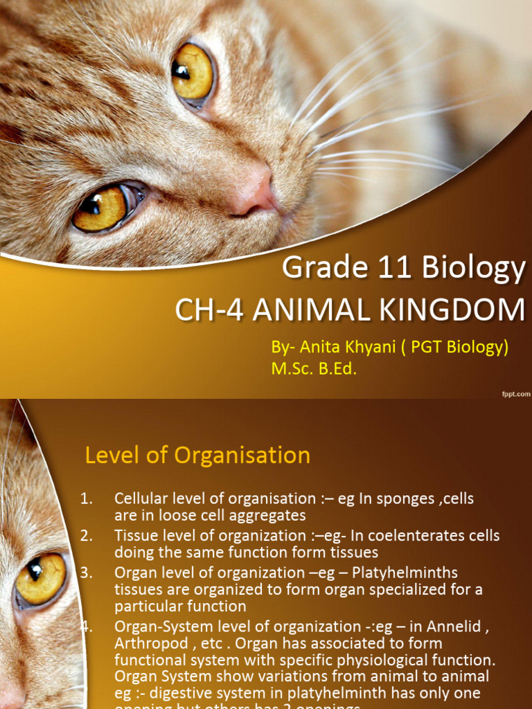 Grade 11 Biology: Animal Kingdom Overview | PDF | Sponge | Zoology