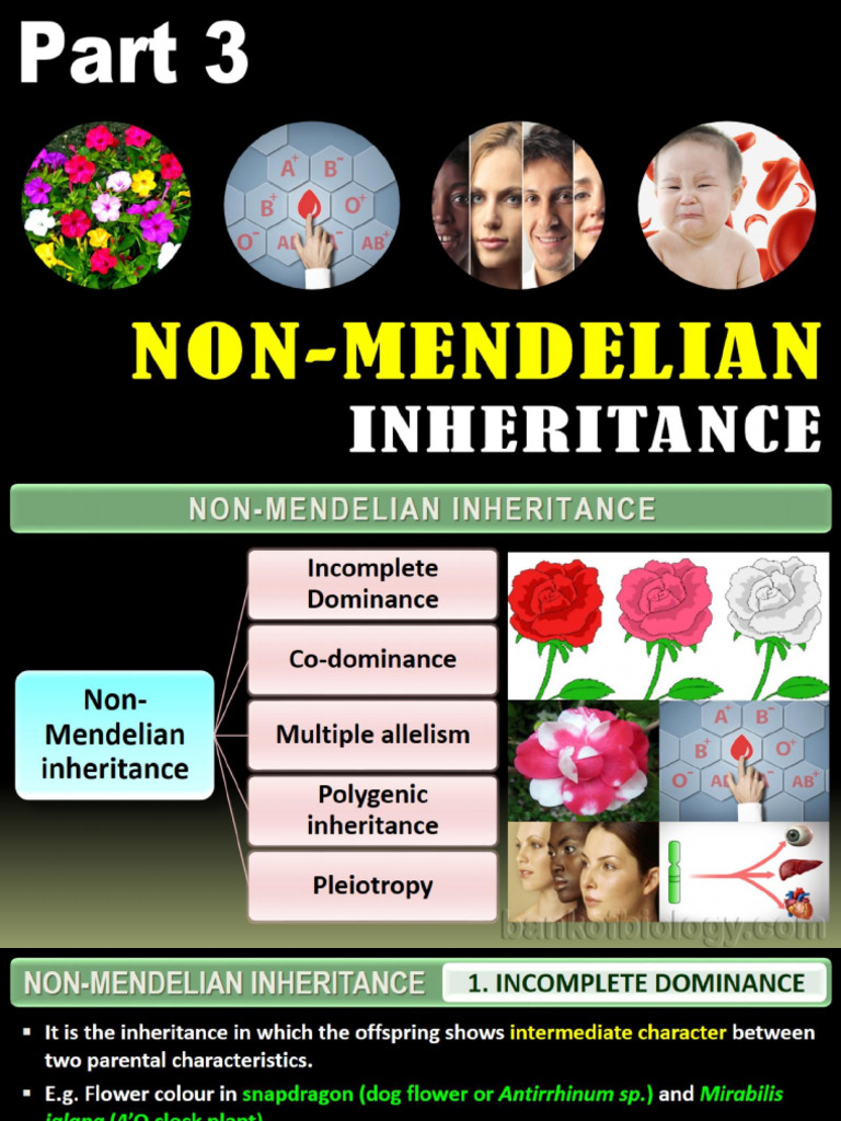 5 Principles of Inheritance and Variation Ppt Part 2 | PDF