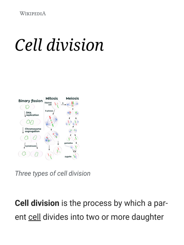 Eukaryotic and Prokaryotic Cell Division | PDF | Mitosis | Meiosis