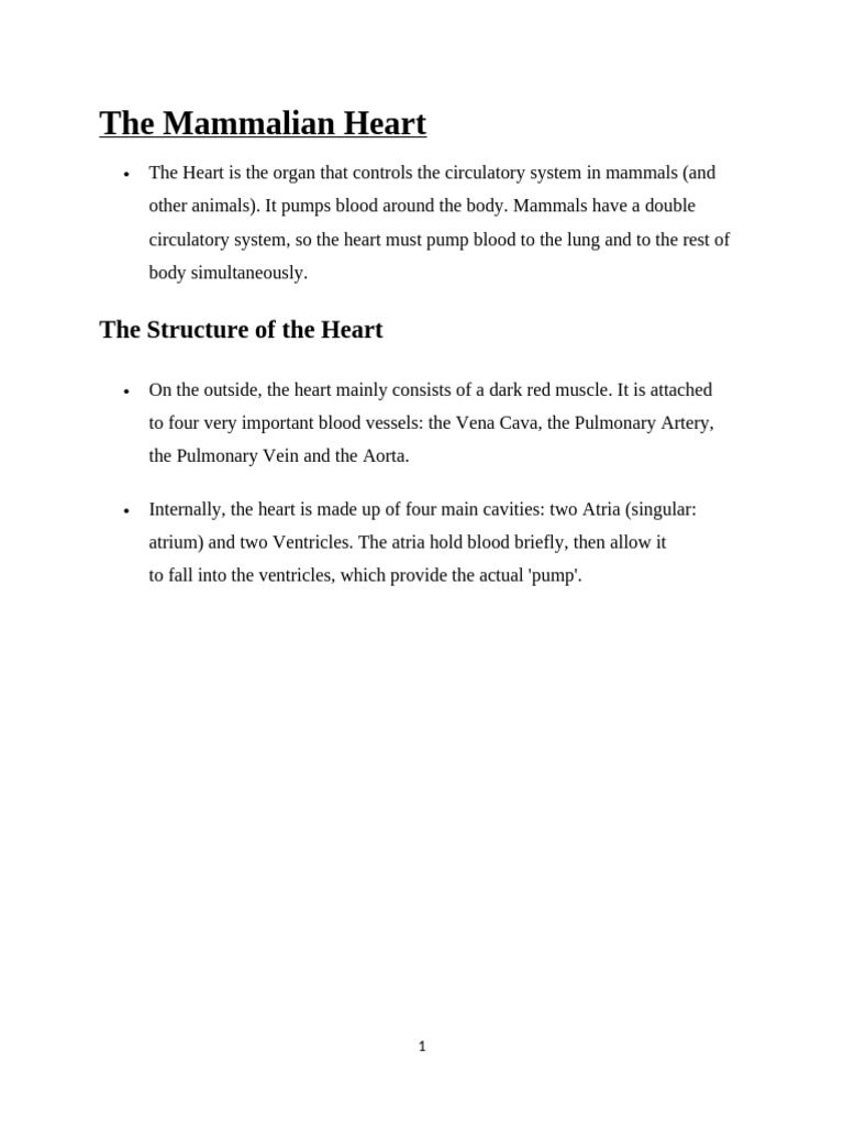 Mammalian heart | PDF | Atrium (Heart) | Heart Valve