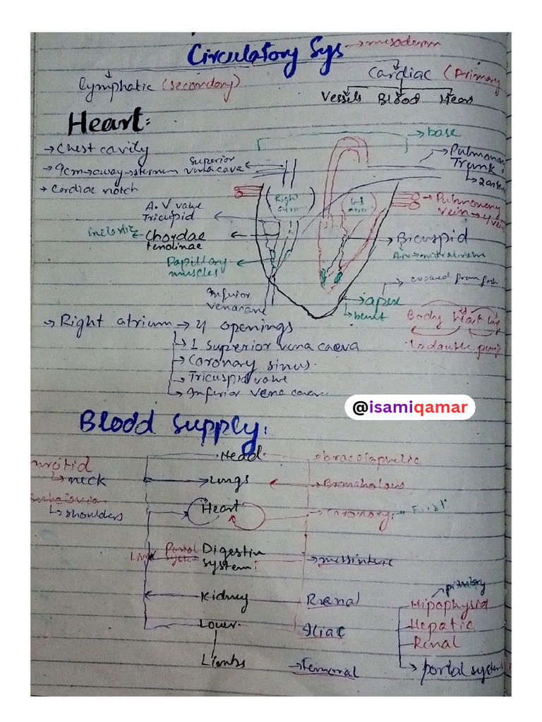 Cardiac System | PDF