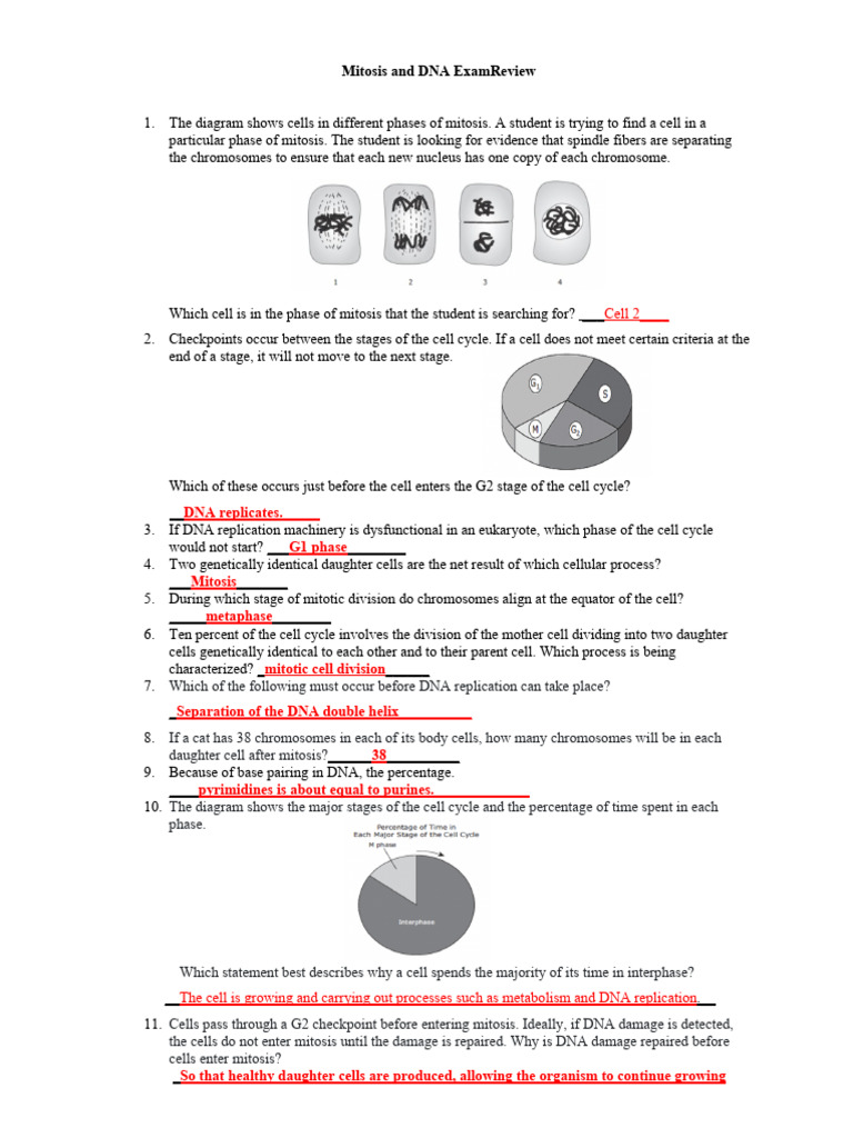 Mitosis and DNA Exam | PDF | Mitosis | Cell Cycle