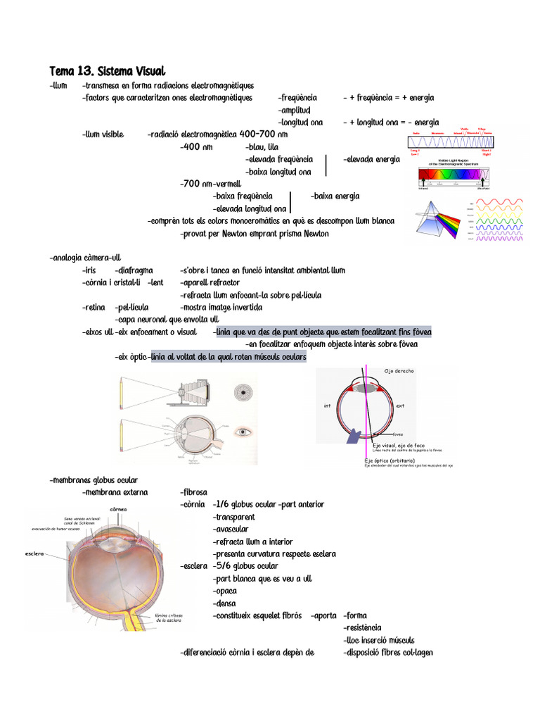 Fisiologia Humana I-Tema 13. Sistema Visual | PDF