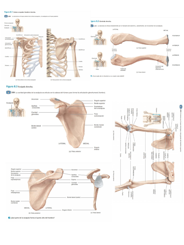Esqueleto apendicular | PDF