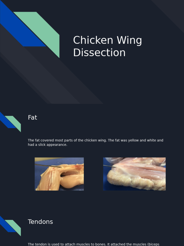 Chicken Wing Dissection | PDF