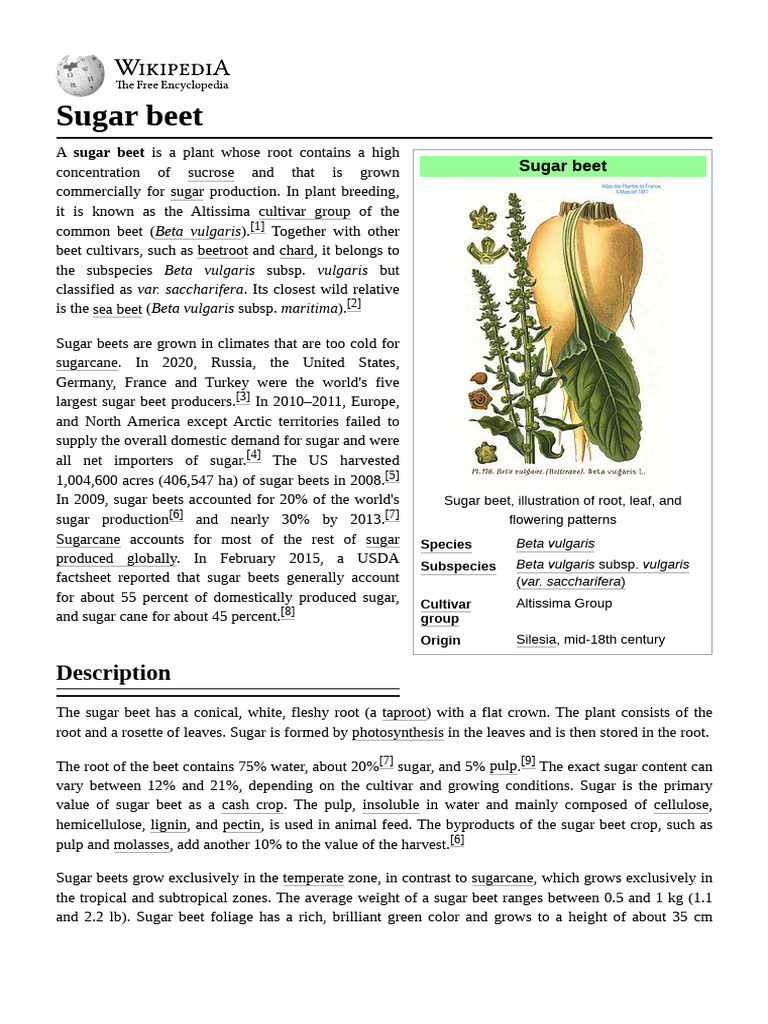 Sugar_beet | PDF | Sugar Beet