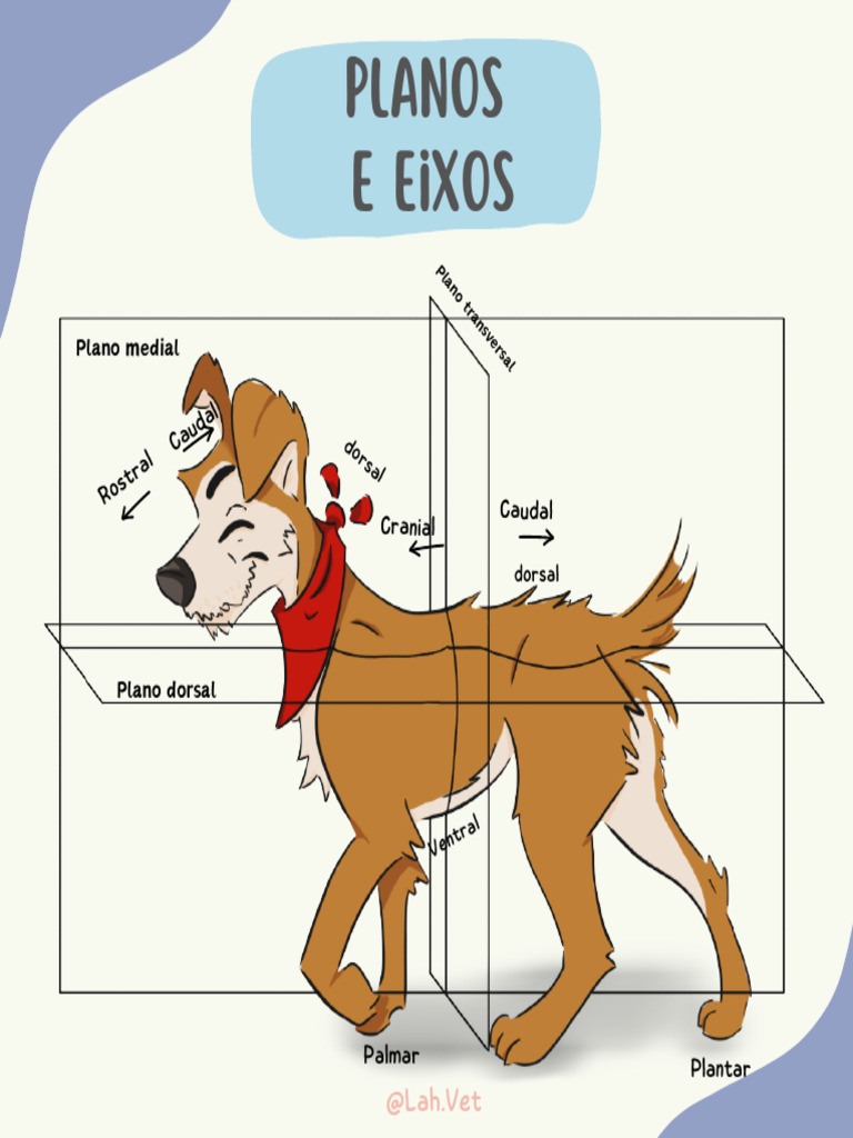 Planos e Eixos Veterinária | PDF