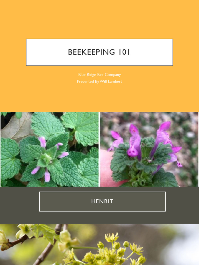 Beekeeping 101 Week 4 - Plants For Bees PowerPoint Notes | PDF
