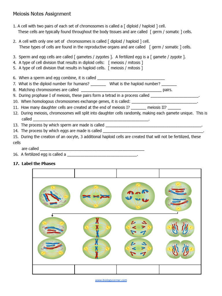Meiosis Notes Assignment EBVT | PDF | Meiosis | Ploidy