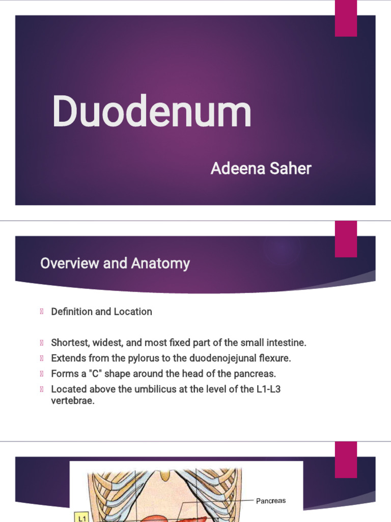 Duodenum | PDF | Pancreas | Peritoneum