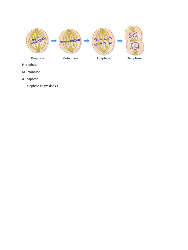 CELL-DIVISION-PAPER | PDF