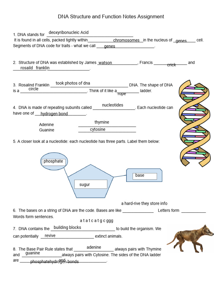 DNA Structure Notes Assignment EBVT | PDF | Dna | Base Pair