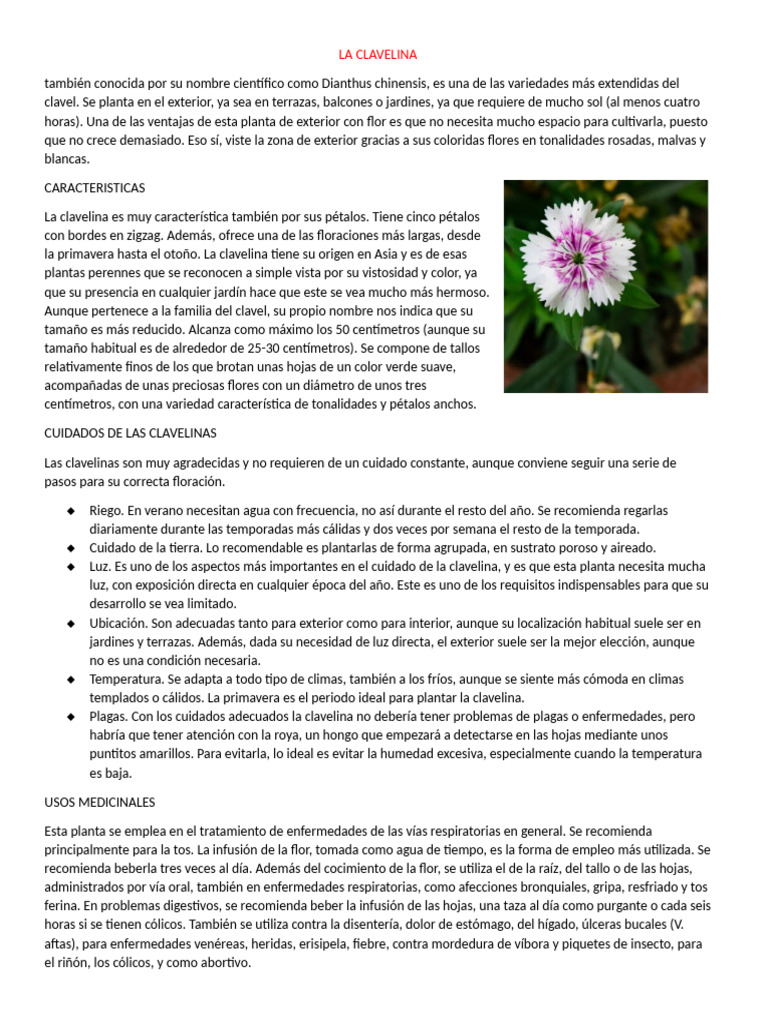 Clavelina: Cuidados y Usos Medicinales | PDF | Flores