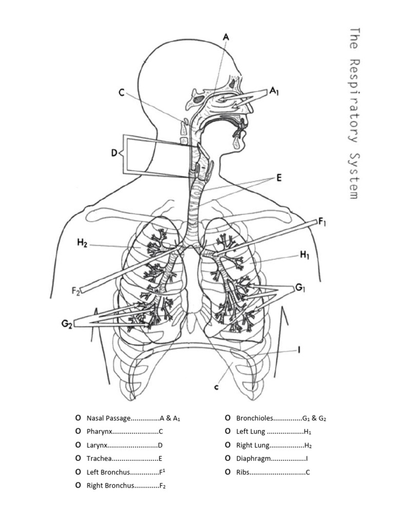 July-20-Respiratory System Colouring Sheet | PDF
