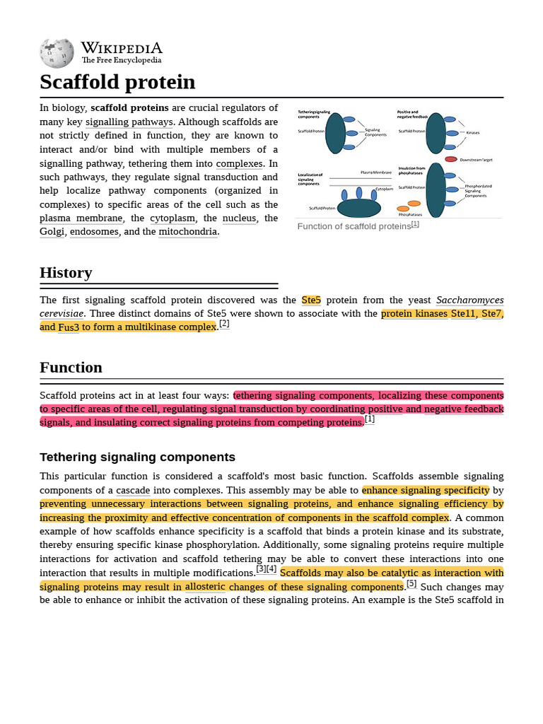 Scaffold_protein | PDF | Cell Signaling | Kinase