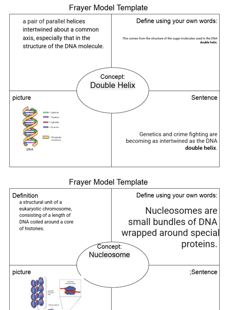 Frayer Model for DNA Concepts | PDF | Dna | Rna