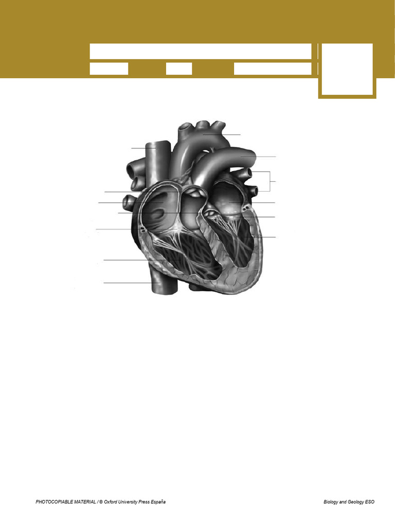 Circulatory & Excretory Systems Test | PDF