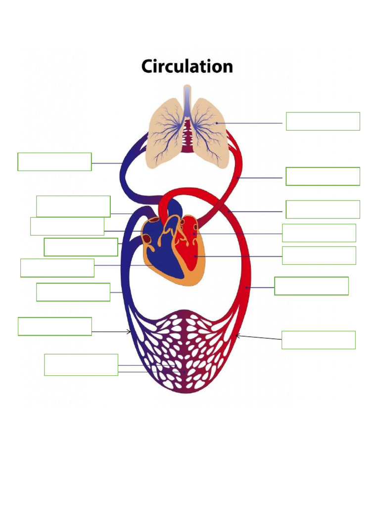 Pathway of Pulmonary Circulation | PDF