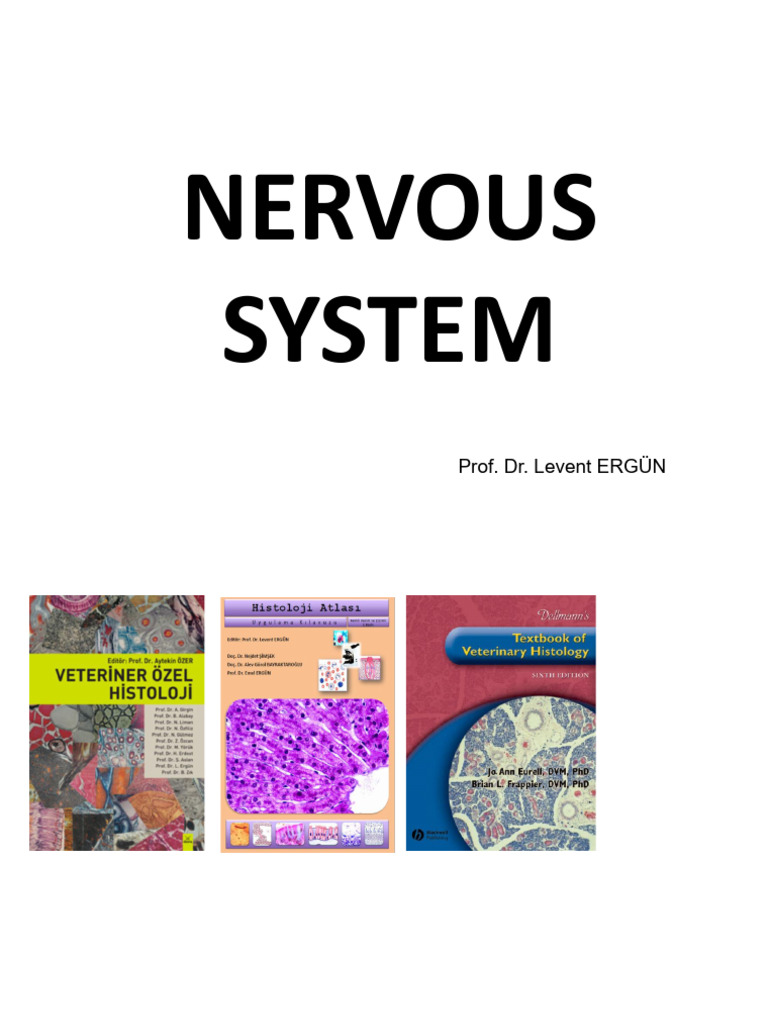 1. Nervous System | PDF | Cerebrospinal Fluid | Nerve